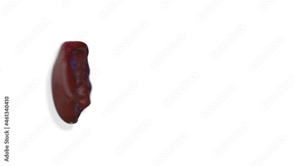 Spleen, internal organs 3D render, anatomy of the human body, white ...