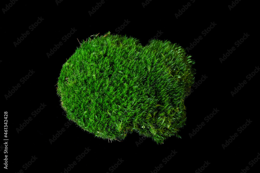 Moss Dicranum scoparium on a black background. Dicranum scoparium, the ...