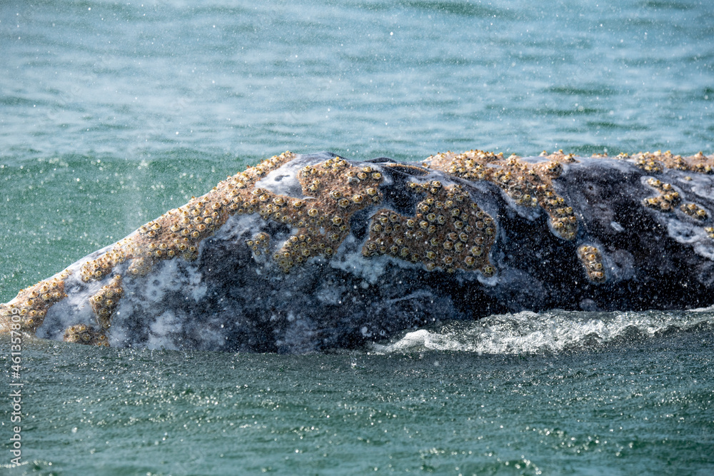 Gray whale showing callosities on head and back. Gray whale ...