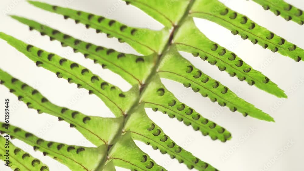 fern leaves close up of Sorus or sori structures of the underside fern ...
