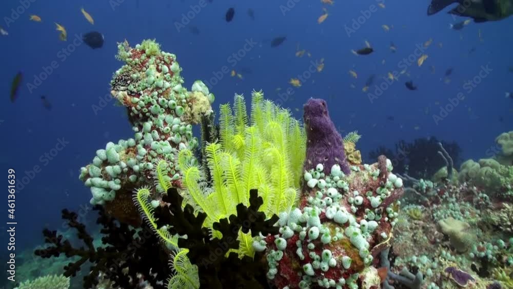 Sea lily on background red corals underwater in Red Seas. Swimming in ...