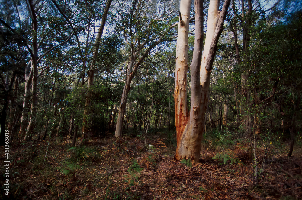 Various native plants and trees in Australian bushland Stock Photo ...