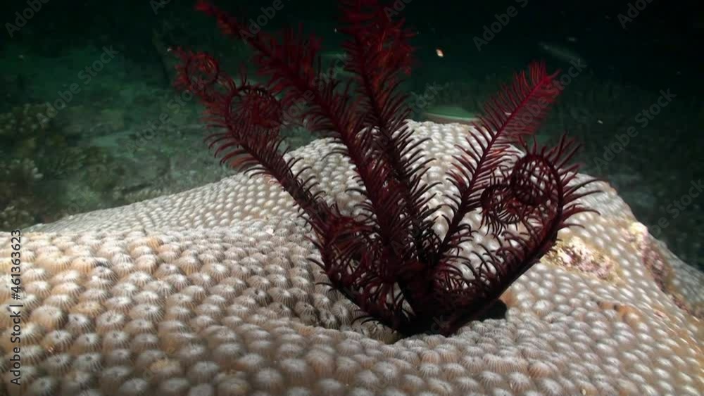 Sea lily on background red corals underwater in Red Seas. Swimming in ...