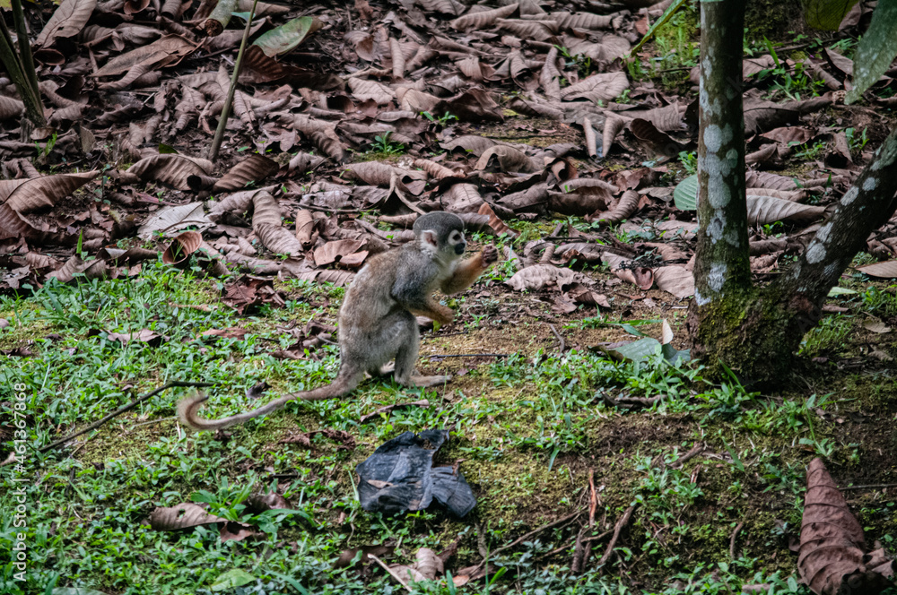 variedad de flora y fauna del ecuador Stock 写真 | Adobe Stock