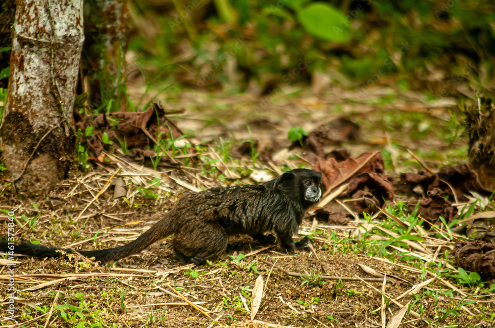 variedad de flora y fauna del ecuador Stock Photo | Adobe Stock