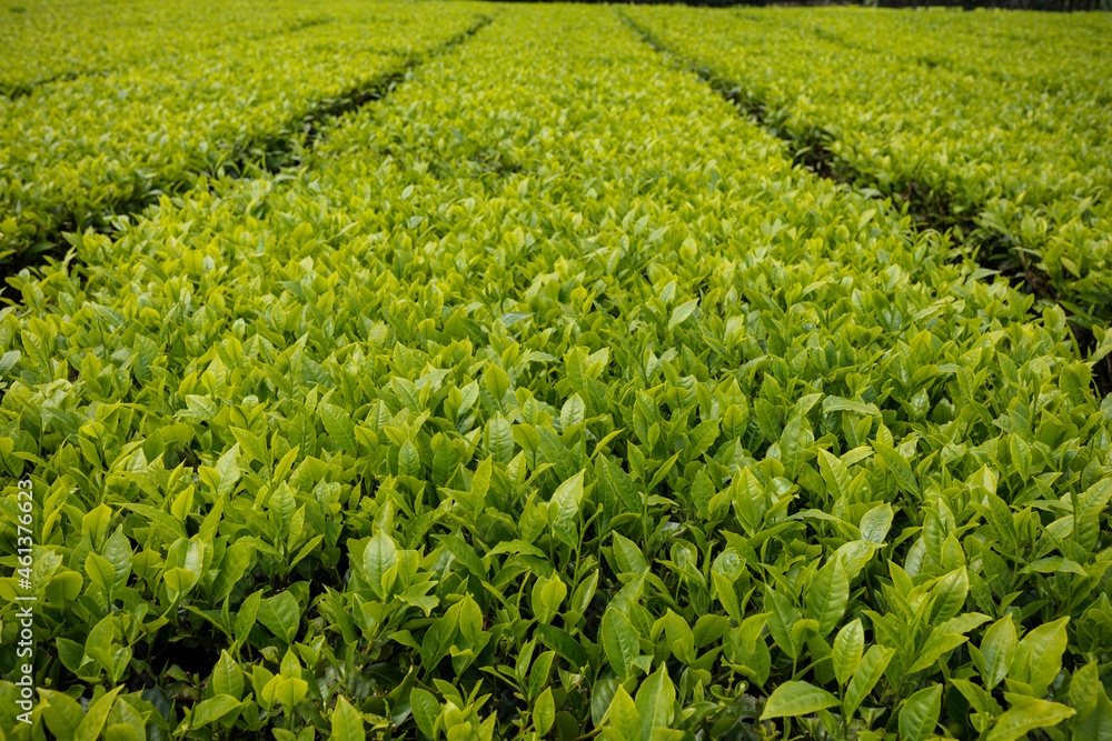 Tea Farm Farming In Kenya Leaf Leaves Landscape Countryside Nature ...
