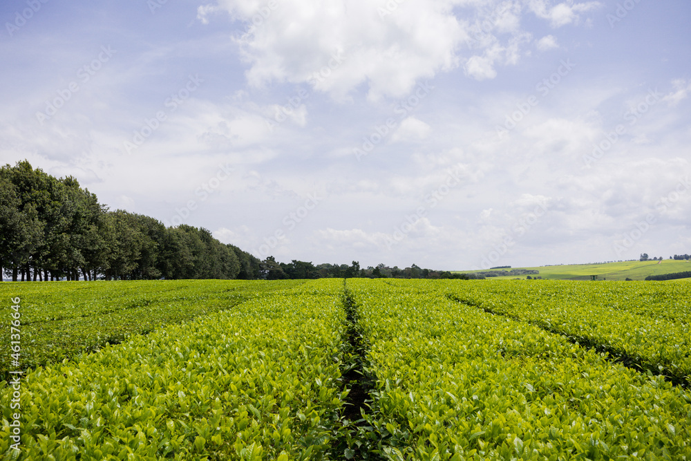 Tea Farm Farming In Kenya Leaf Leaves Landscape Countryside Nature ...