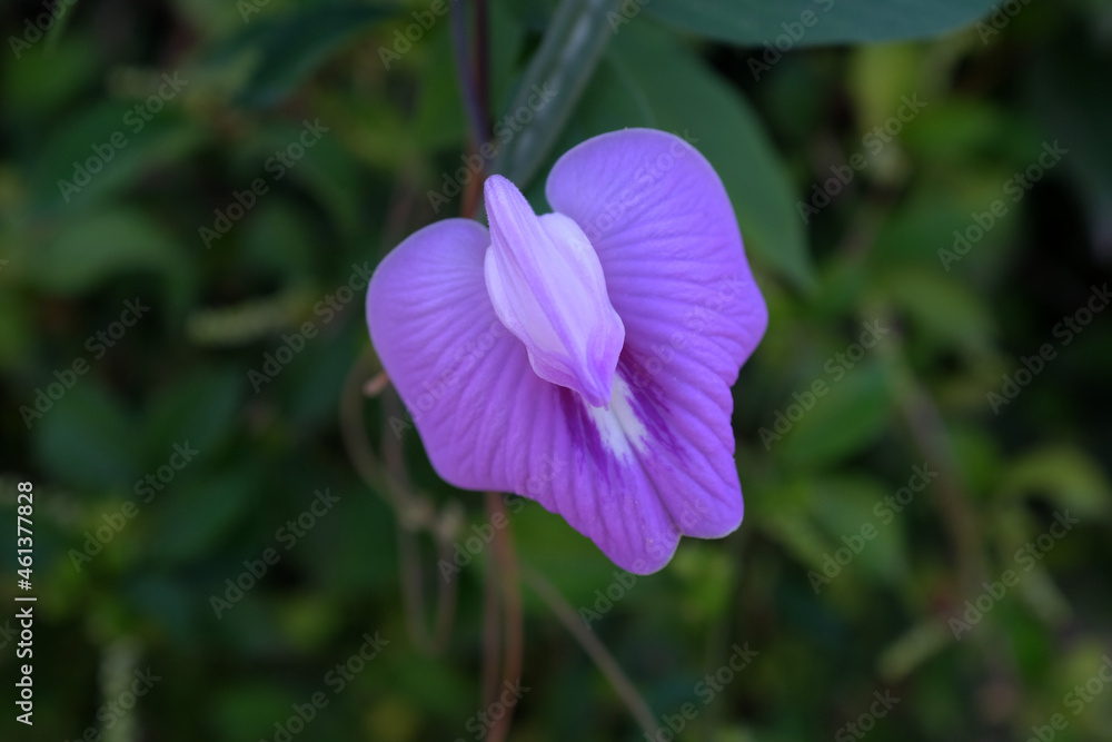 Purple flowers. The legume tribe or Fabaceae is one of the most ...