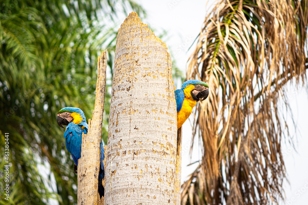 arara, arara caninde, caninde macaw, aves, pantanal Stock Photo | Adobe ...
