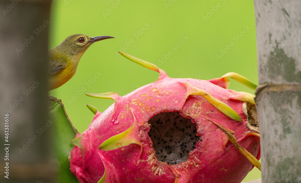 Sun bird eating dragon fruit after larger birds peck through thick skin ...