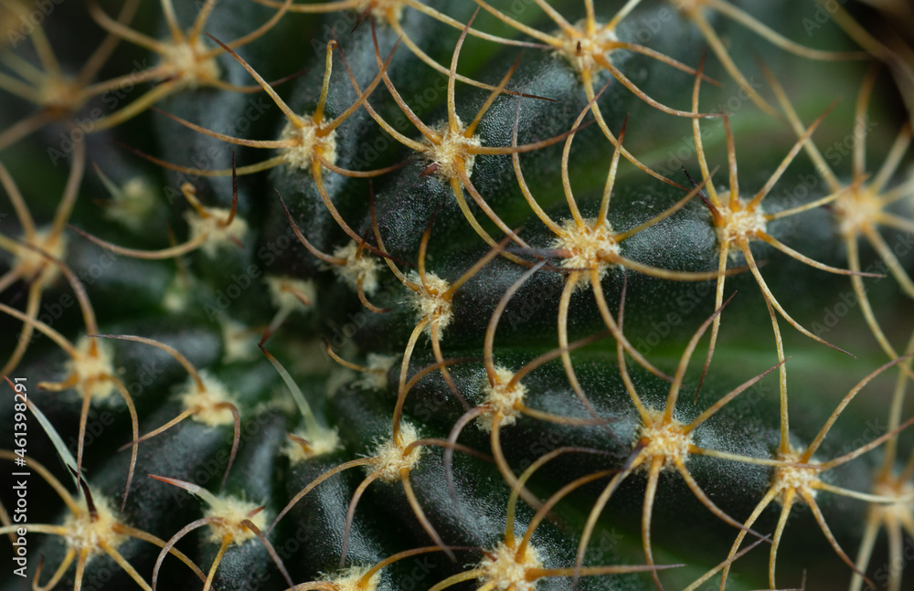 Close-up photo The apex of the cactus plant has long, curved spines on ...