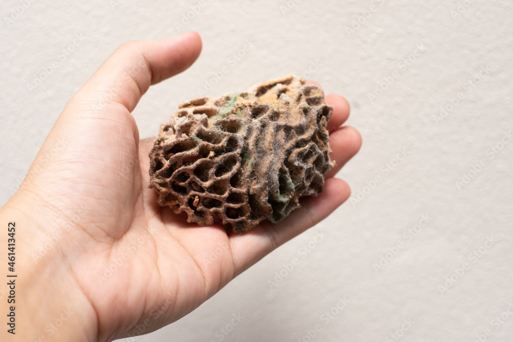 Hand holding termite nest and mound closeup. Fungus comb nursery ...
