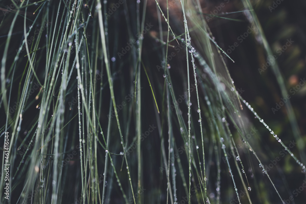 native Australian poa grass with raindrops in beautiful tropical ...