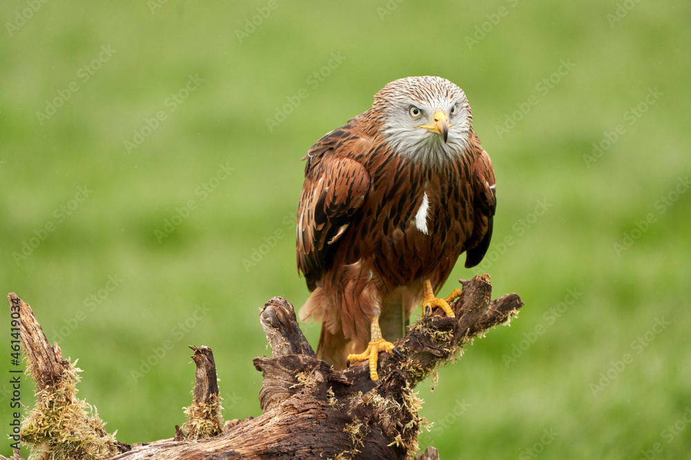 Red kite, bird of prey portrait. The bird sits on a stump, looks ...