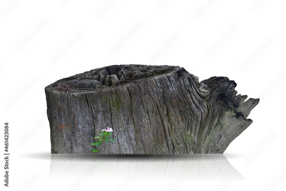 Big stump dead tree isolated on white background. This has clipping ...