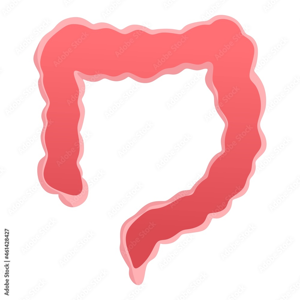 Vector illustration of large intestine with visible internal structure ...