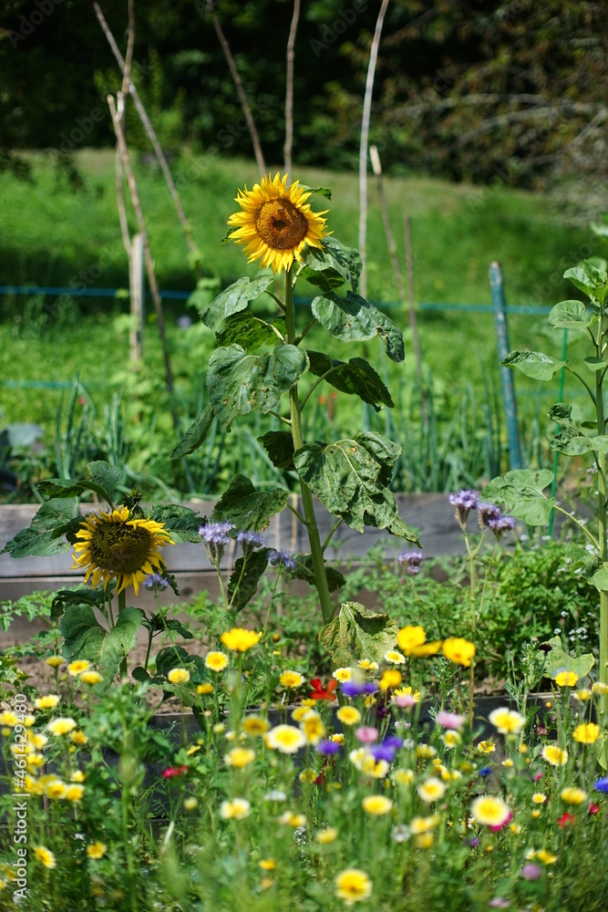 Jardin potager fleuri Stock Photo | Adobe Stock