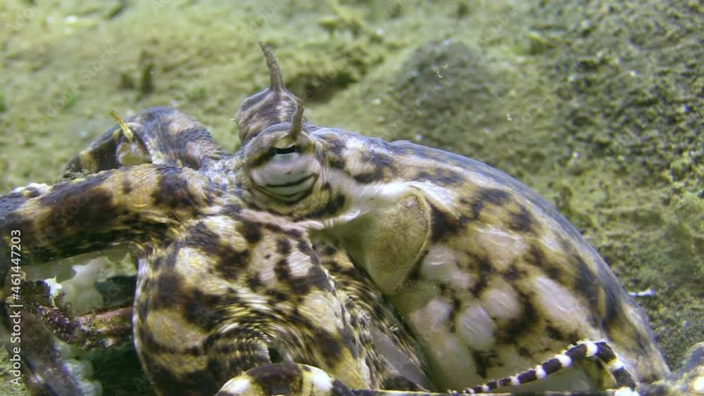 Mimic octopus with crab that has been just killed, octopus cracks crab ...