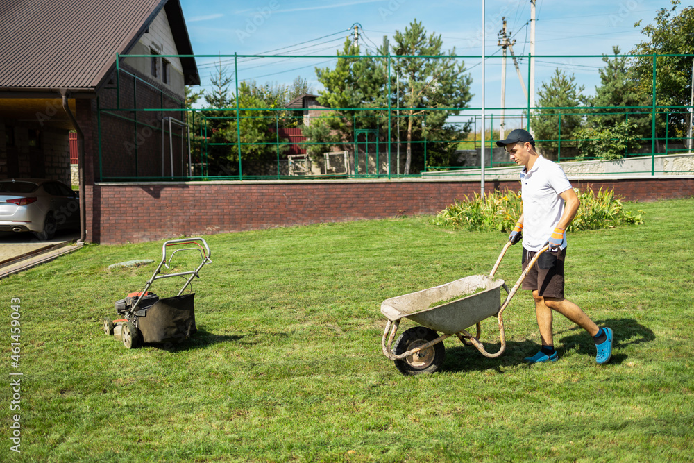 Man is driving a wheelbarrow into which he will collect mowed grass ...
