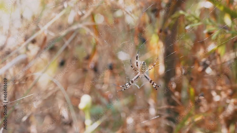 Wasp Spider Hangs in a Web Waiting Prey on Blurred Background of ...