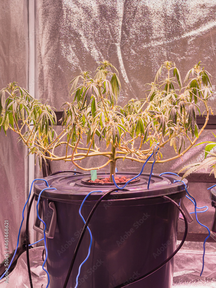 Cannabis plants growing indoor on the cannabis farm use LED light, clay ...