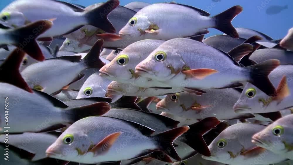 A flock school of tropical fish on the reef in search of food. Amazing ...
