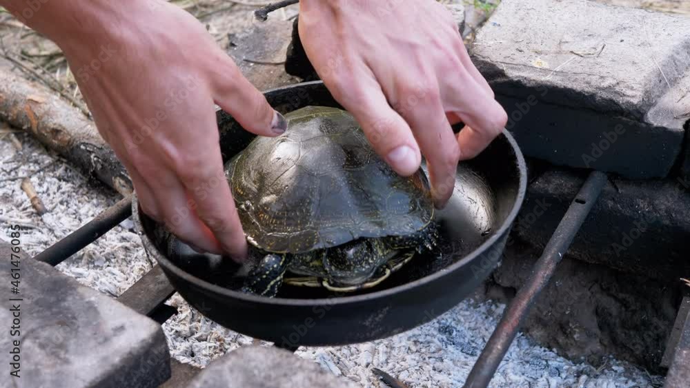 Male Hands Laying a Pond Turtle in a Frying Pan on Grate by an ...