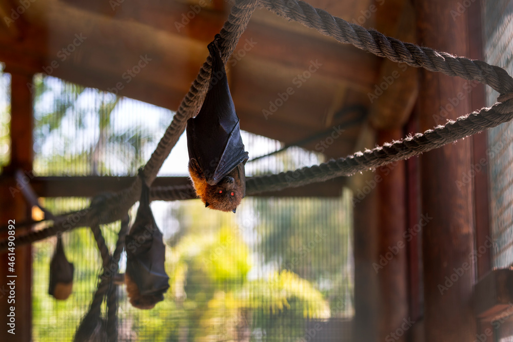 Flying bats upside down in a cage behind glass, protecting animals ...