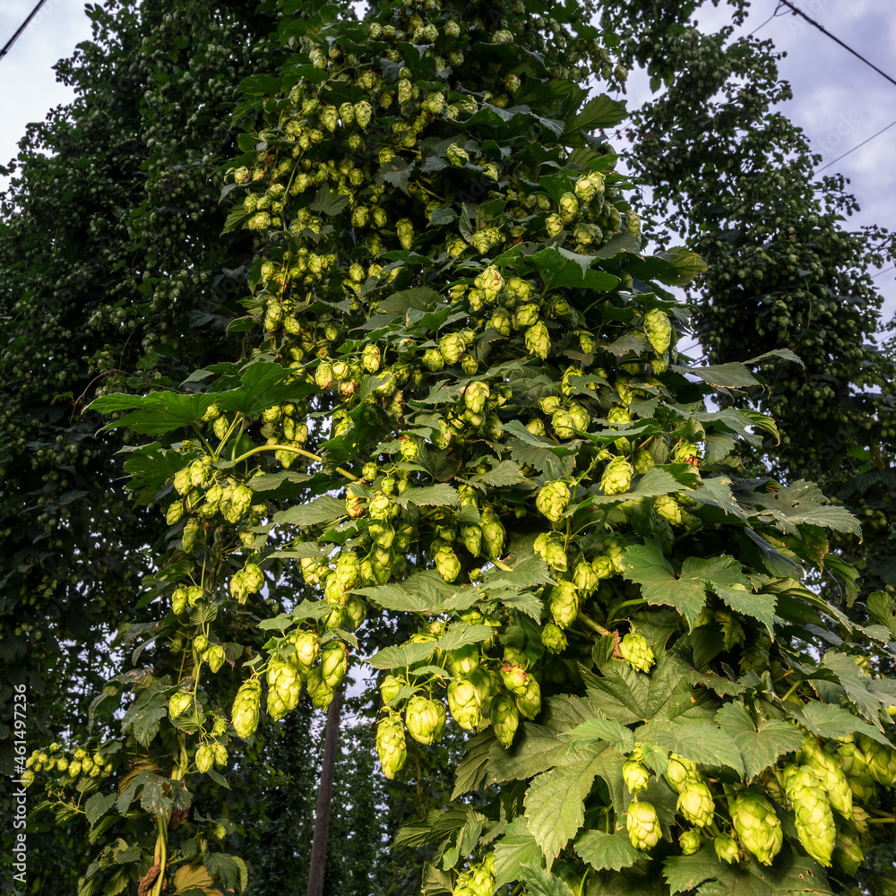 Green hops field. Fully grown hop bines. Hops field in Bavaria Germany ...