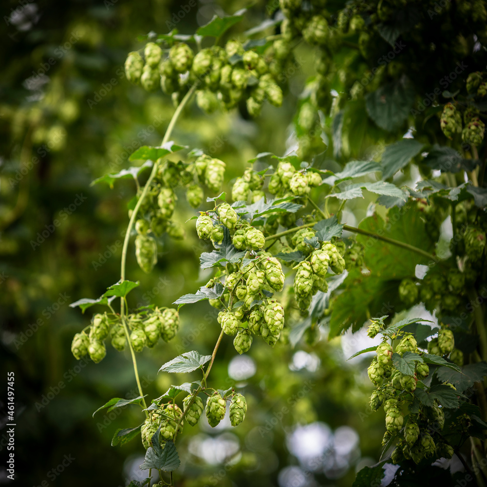 Green hops field. Fully grown hop bines. Hops field in Bavaria Germany ...