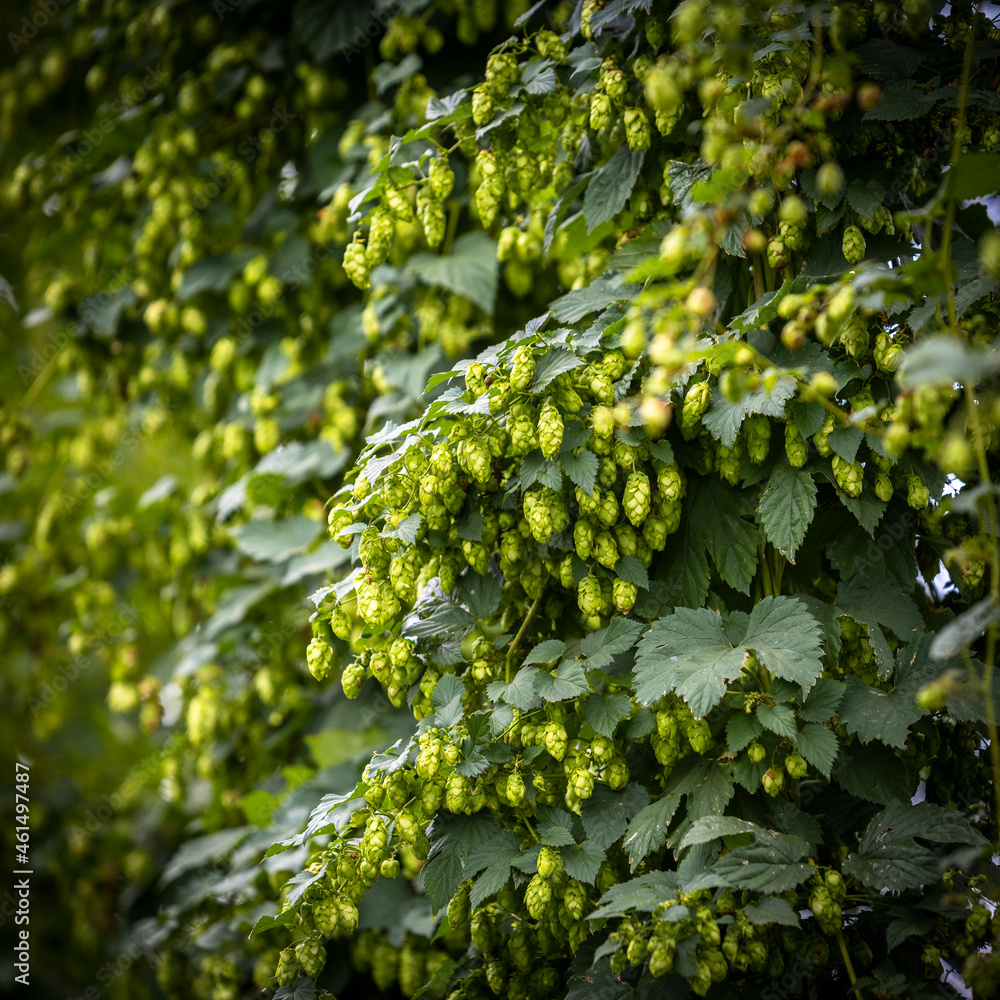 Green hops field. Fully grown hop bines. Hops field in Bavaria Germany ...
