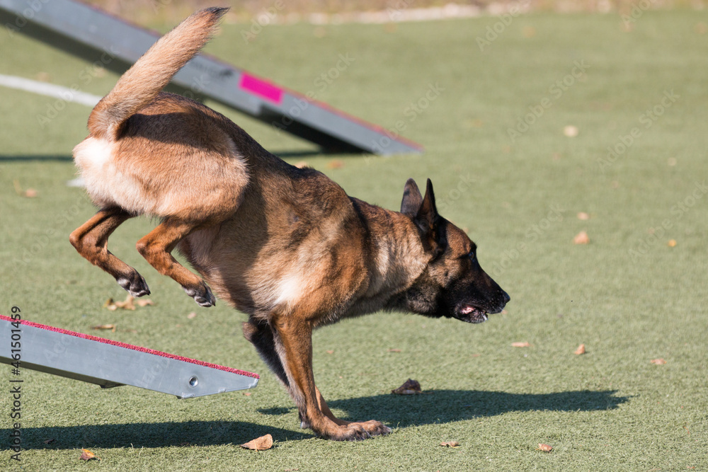 Sable with black mask working Belgian shepherd malinua dog doing ...
