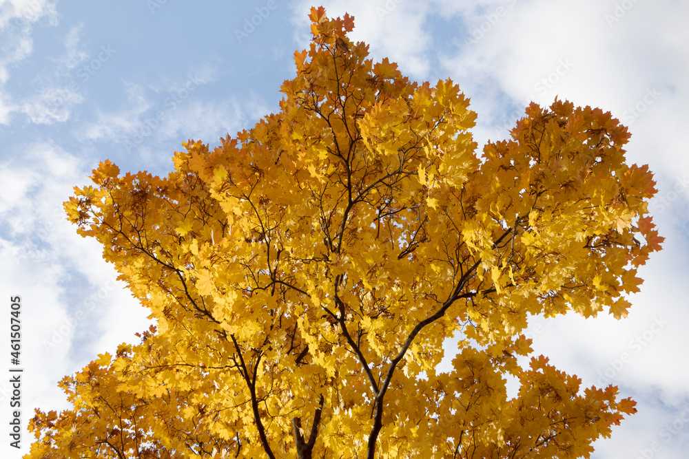 Autumn beautiful trees with bright falling foliage. Tree changing ...