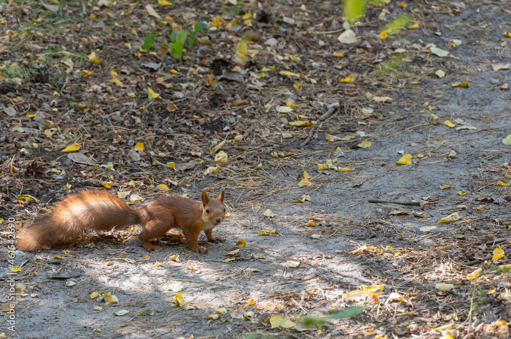 Curious squirrel with beautiful fur and fluffy tail in the forest ...