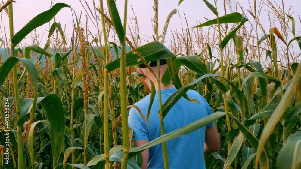 A male farmer with a beard in a cap walks through the corn thickets ...