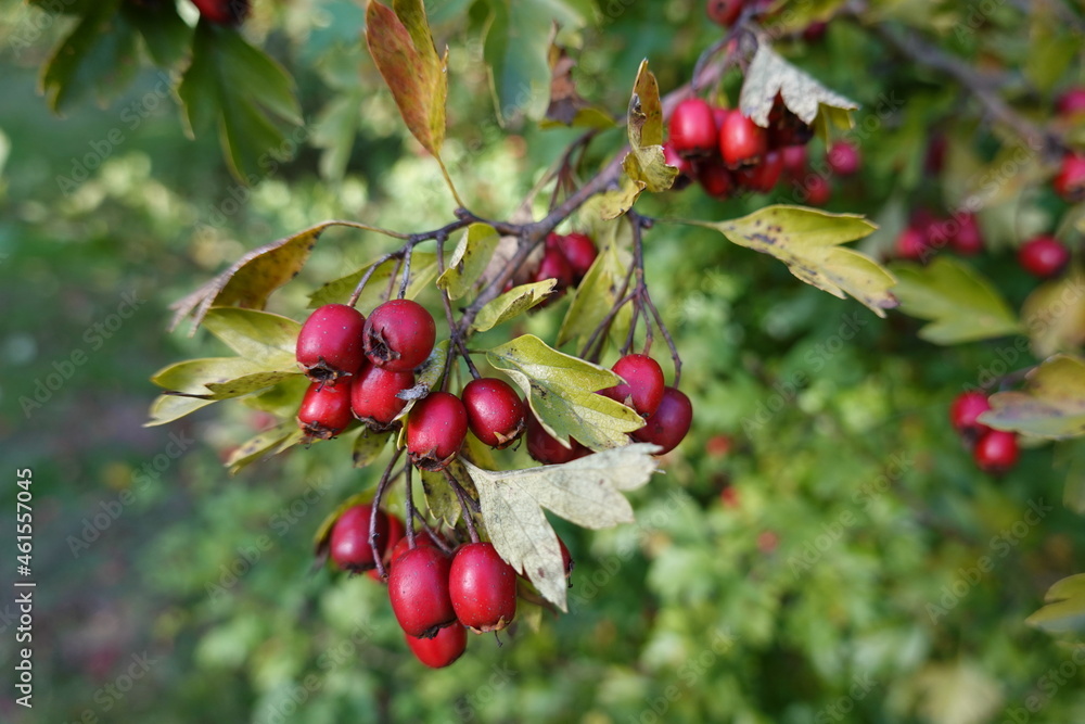 Hawthorn (Crataegus monogyna) Also known as Common Hawthorn, Quickthorn ...