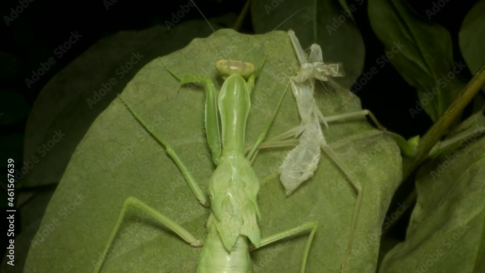 Green Praying mantis after radical final moult, metamorphosed from an ...