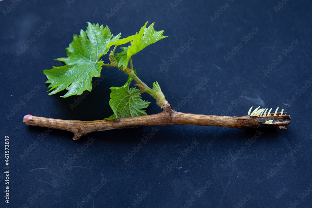 A sprouted grape sprout with roots and green leaves. Cultivation of ...