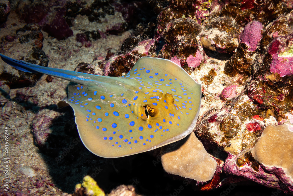 Kuhl's blue spotted stingray on top of coral reef Stock Photo | Adobe Stock