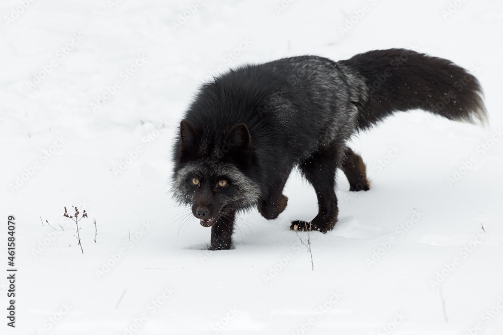 Silver Fox (Vulpes vulpes) Steps Foward and Left Through Snow Winter ...