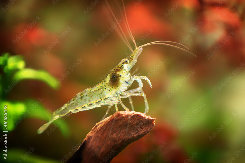 Neocaridina Freshwater Shrimp, dwarf shrimp in the aquarium. Animal ...
