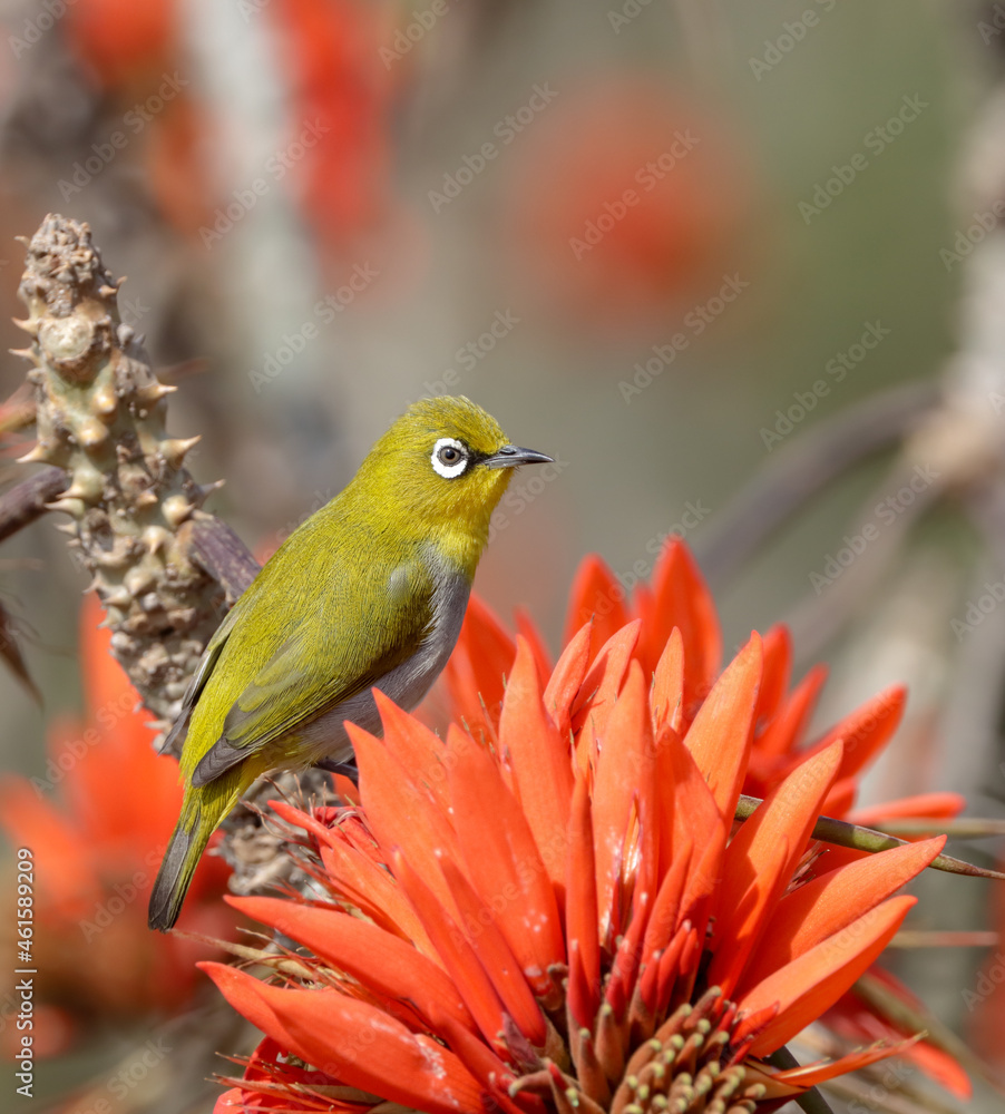 Indian white-eye.The Indian white-eye, formerly the Oriental white-eye ...