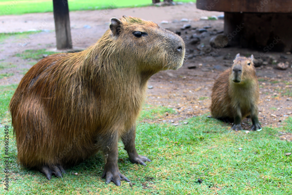 Capibara mirando a su amigo Stock Photo | Adobe Stock