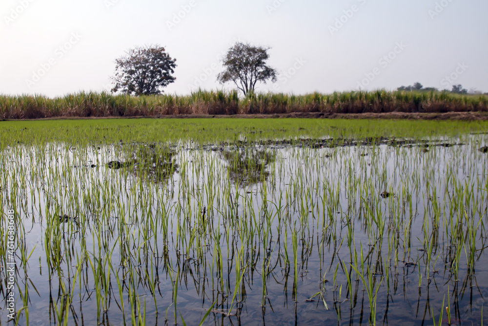 rice field with water, seedling rice, rice plantation, sky horizon and ...