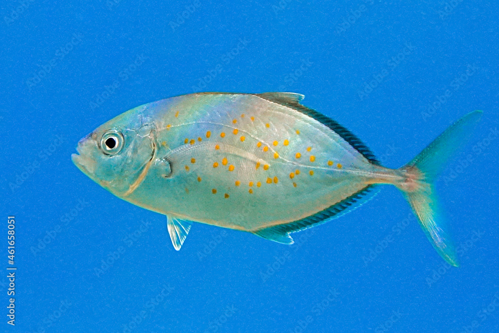 Orangespotted Trevally fish (Carangoides bajad). Red Sea Stock Photo ...