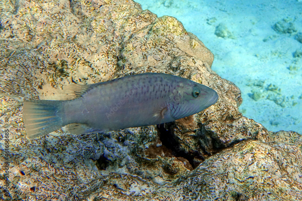 Picnic sea bream fish, Red sea, Egypt Stock Photo | Adobe Stock