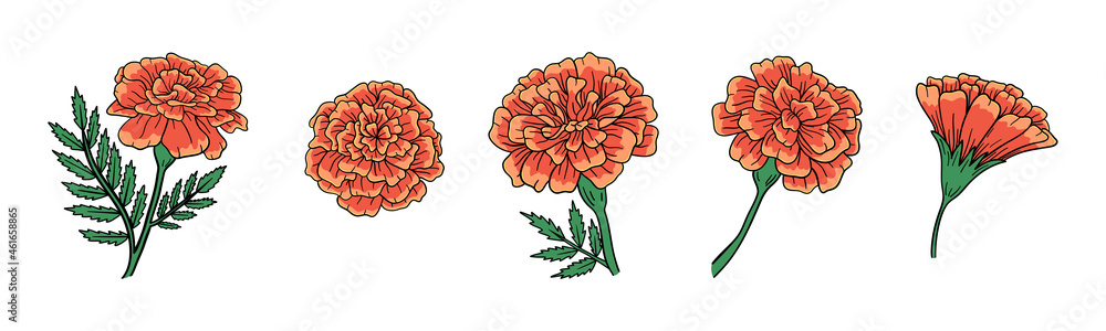 Set of cute vector marigold flower. Hand-drawn vector illustration for ...