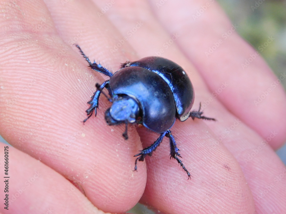 dung beetle Geotrupes earth-boring is a genus of earth-boring scarab ...