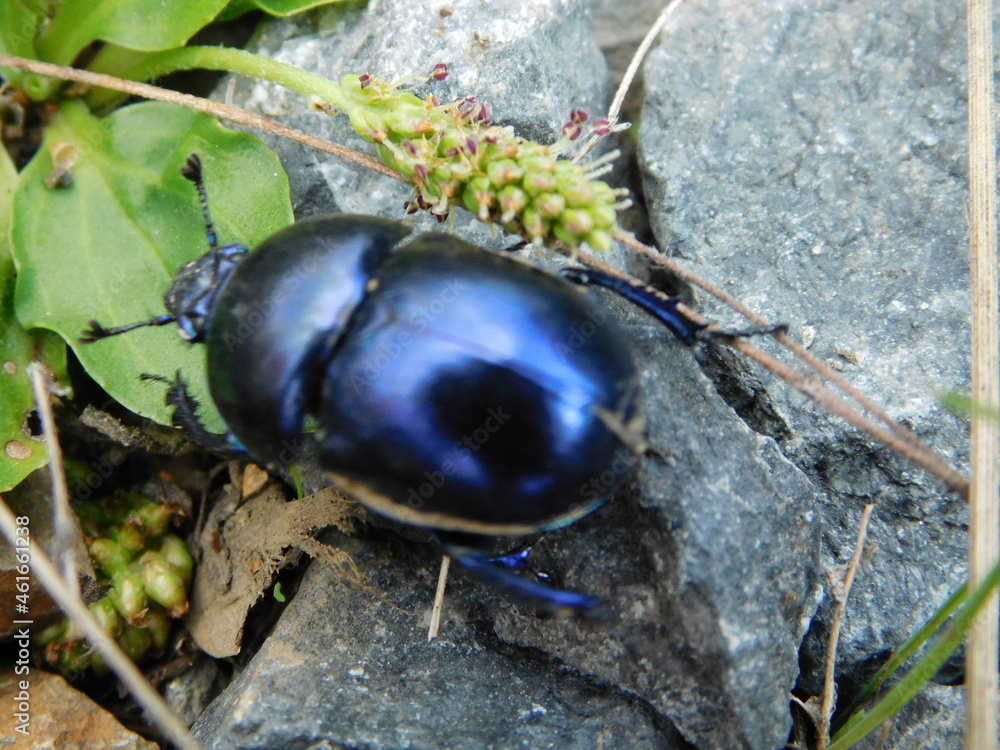 dung beetle Geotrupes earth-boring is a genus of earth-boring scarab ...