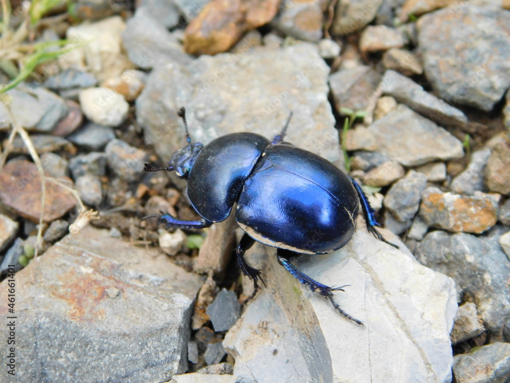 dung beetle Geotrupes earth-boring is a genus of earth-boring scarab ...